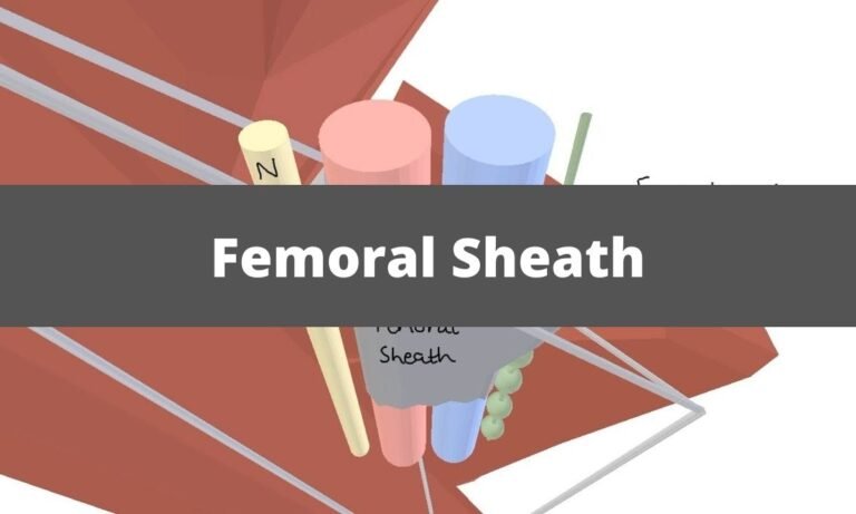 Anatomy | Medical Junction