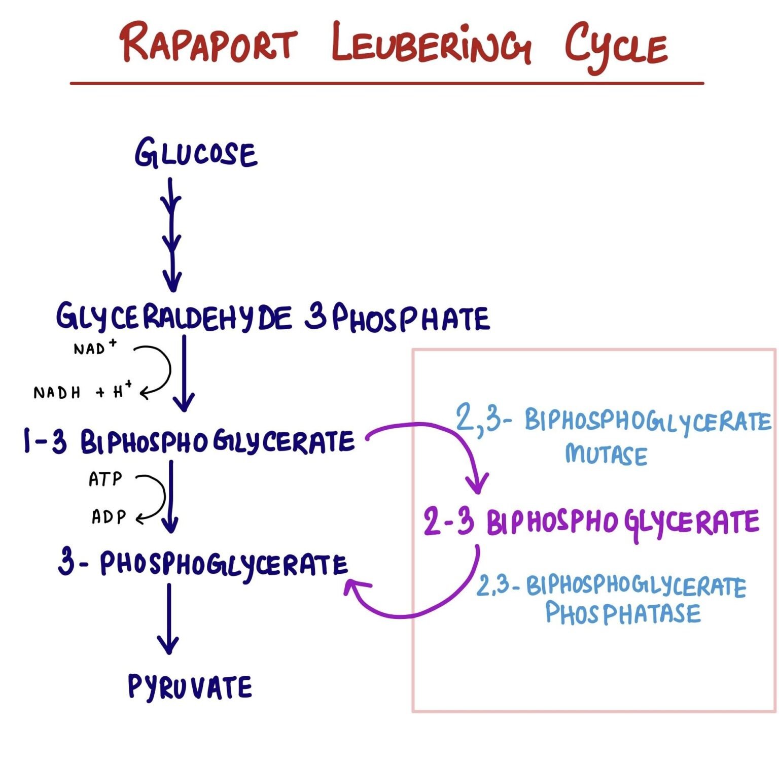 Rapaport Leubering Cycle | Medical Junction